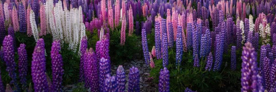 Joint Creams – Korure